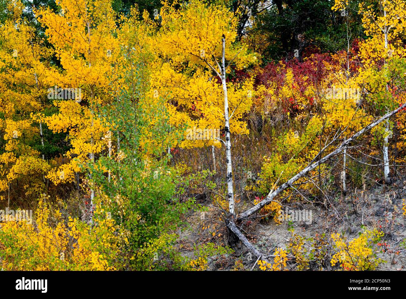 Fall foliage color in the La Riviere Valley, Manitoba, Canada Stock ...