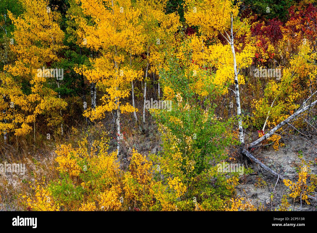 Fall foliage color in the La Riviere Valley, Manitoba, Canada Stock ...