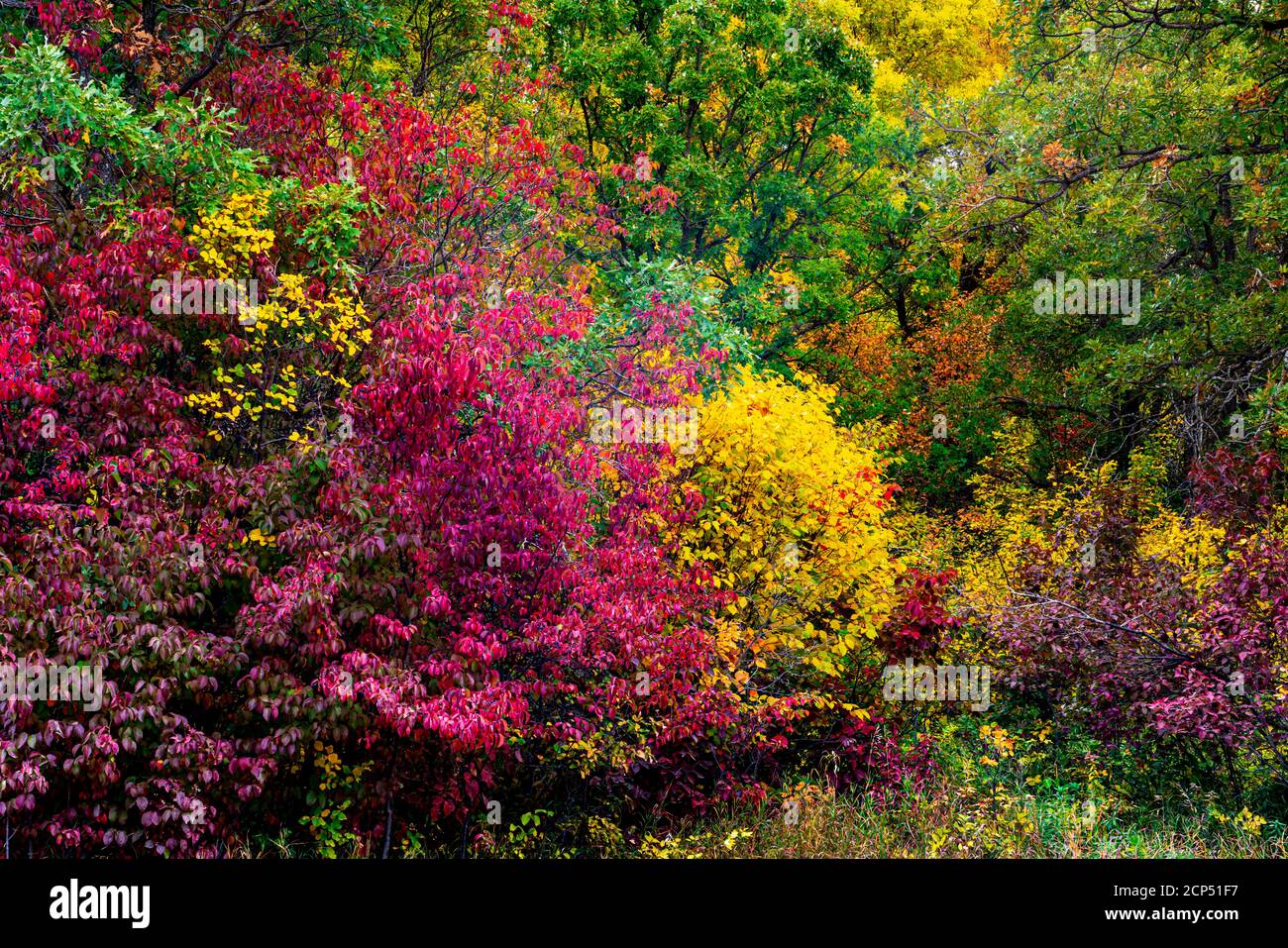 Fall foliage color in the La Riviere Valley, Manitoba, Canada Stock ...