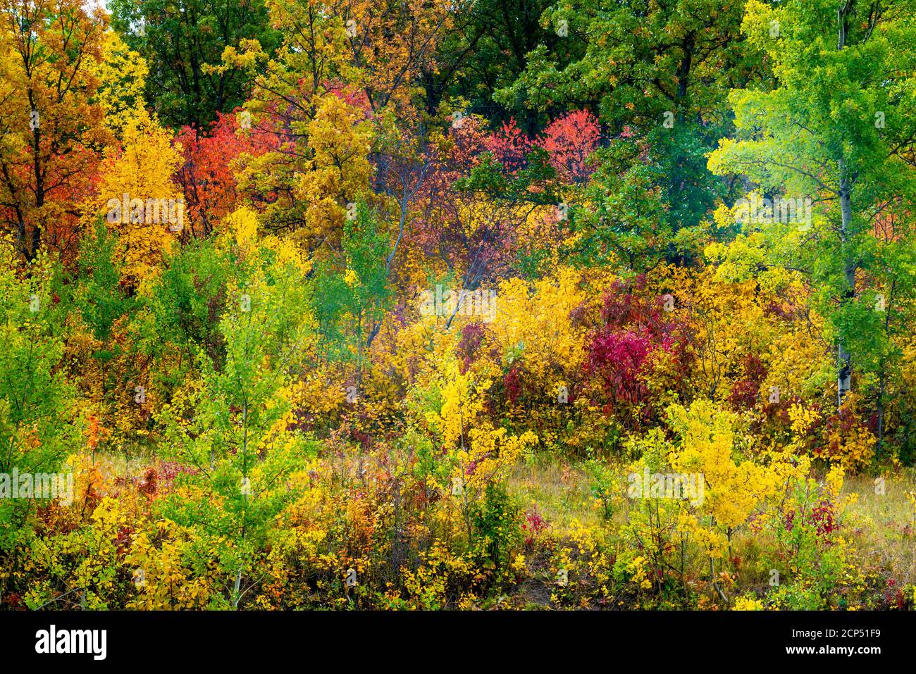 Fall foliage color in the La Riviere Valley, Manitoba, Canada Stock ...