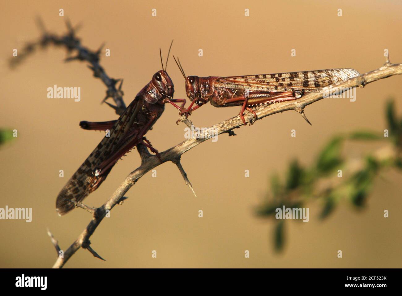 Locust Swarms High Resolution Stock Photography and Images - Alamy