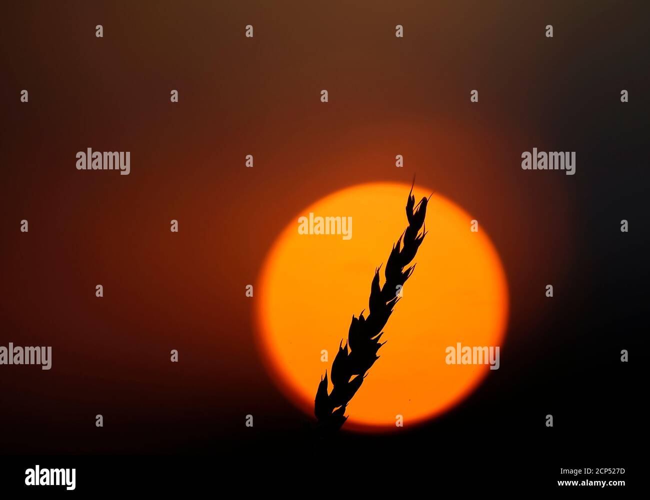 Soft red winter wheat hi-res stock photography and images - Alamy
