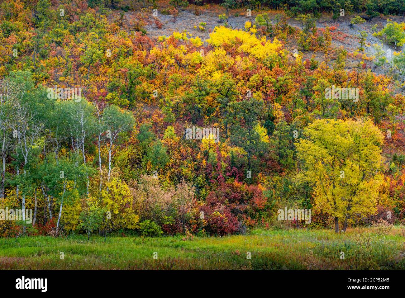 Fall foliage color in the La Riviere Valley, Manitoba, Canada Stock ...