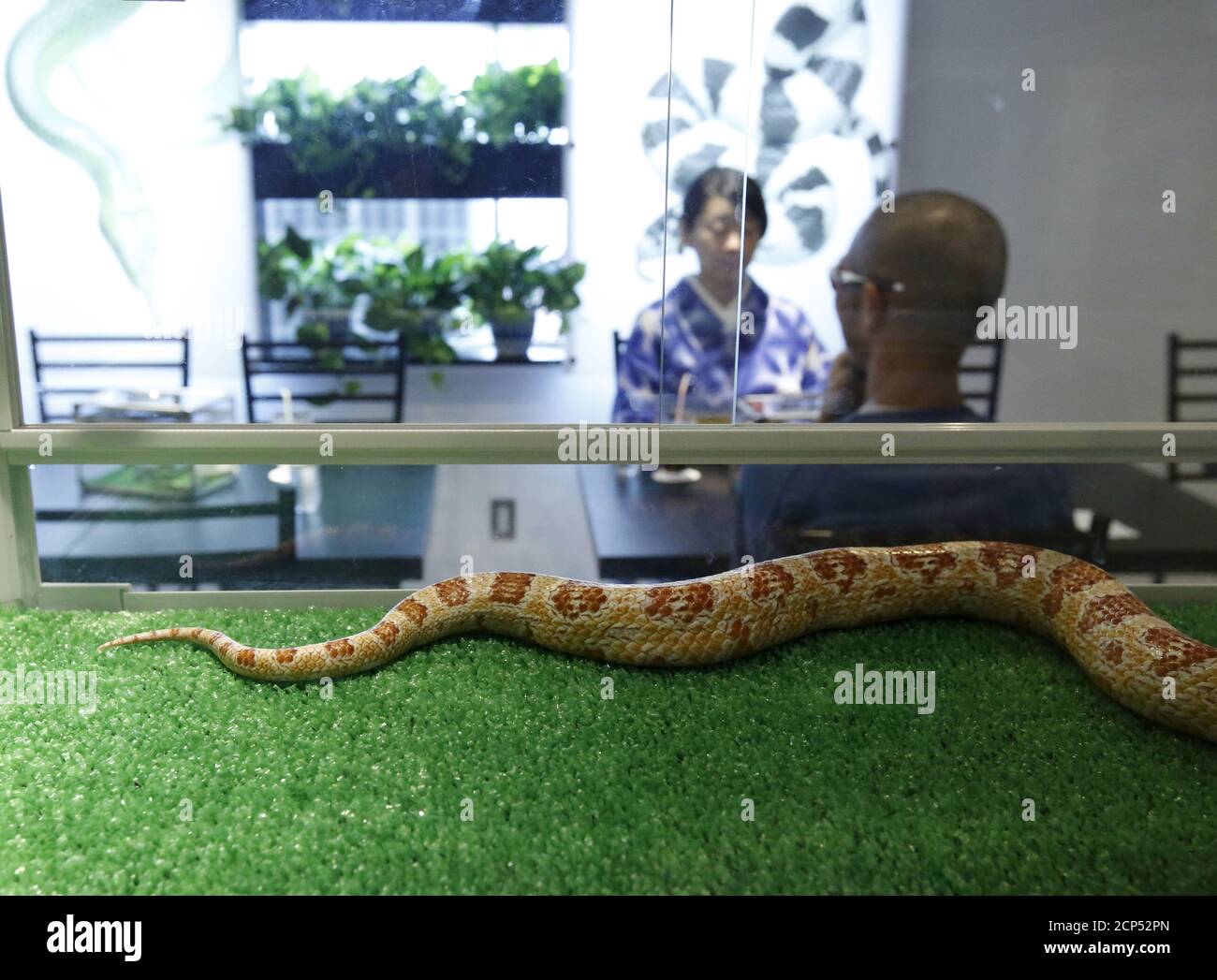 Snakes in the cage hi-res stock photography and images - Alamy