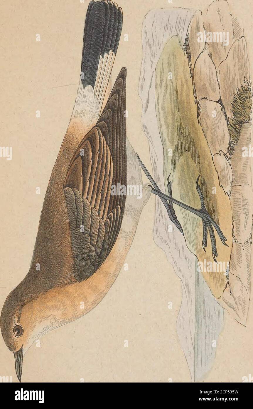 . A history of the birds of Europe, not observed in the British Isles ...