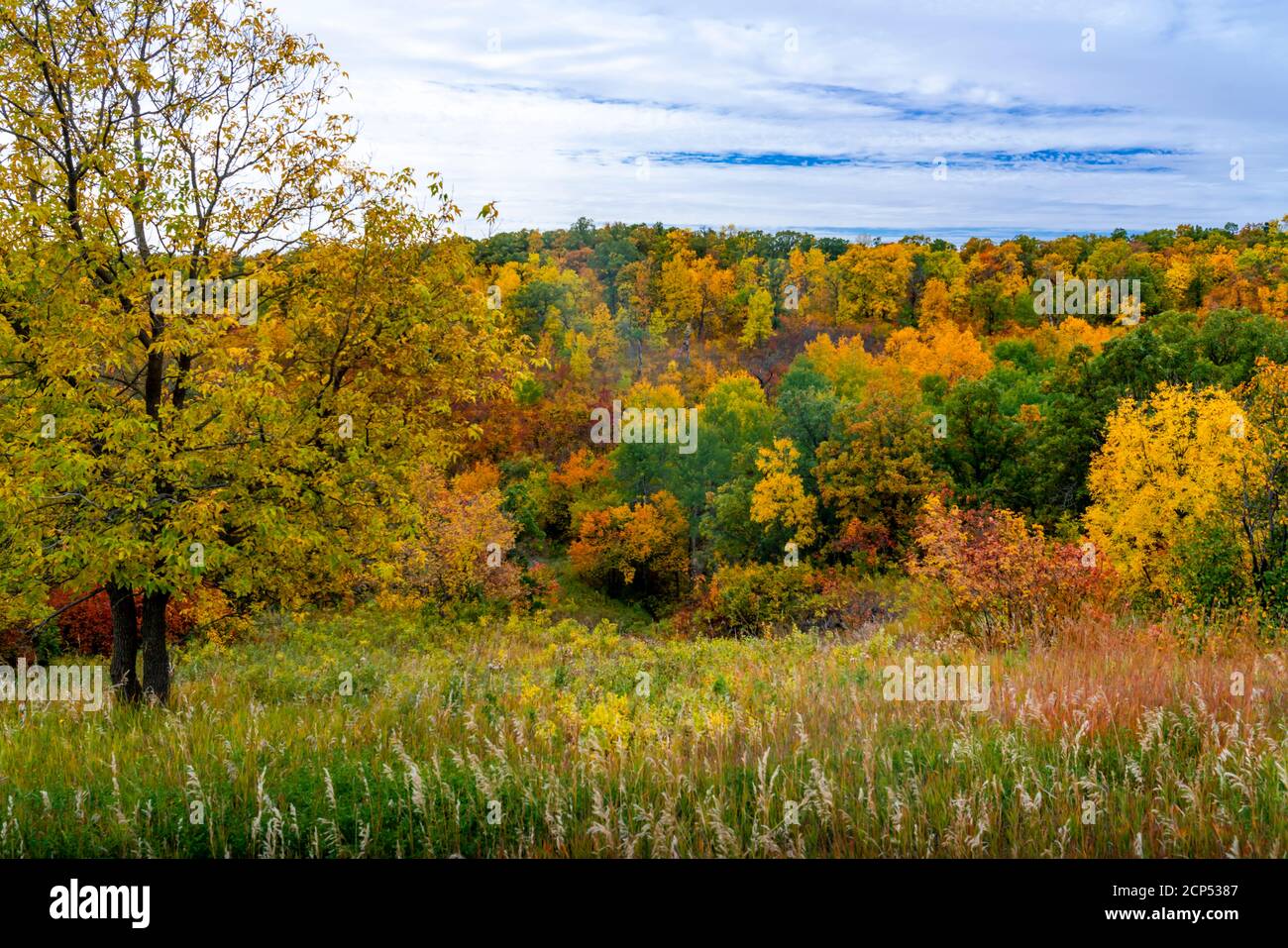 Fall foliage color in the La Riviere Valley, Manitoba, Canada Stock ...
