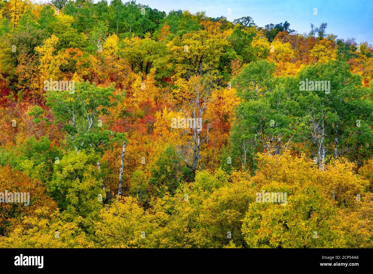 Fall foliage color in the La Riviere Valley, Manitoba, Canada Stock ...