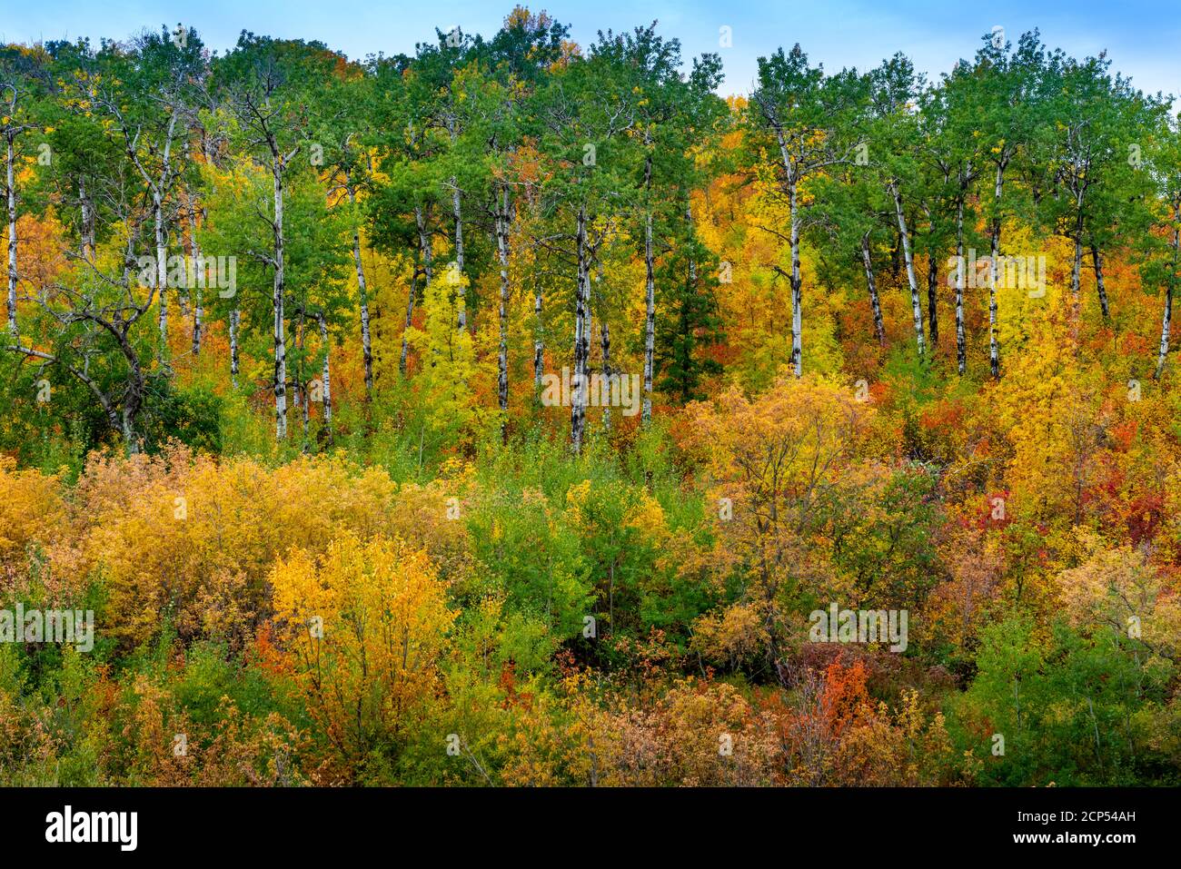 Fall foliage color in the La Riviere Valley, Manitoba, Canada Stock ...