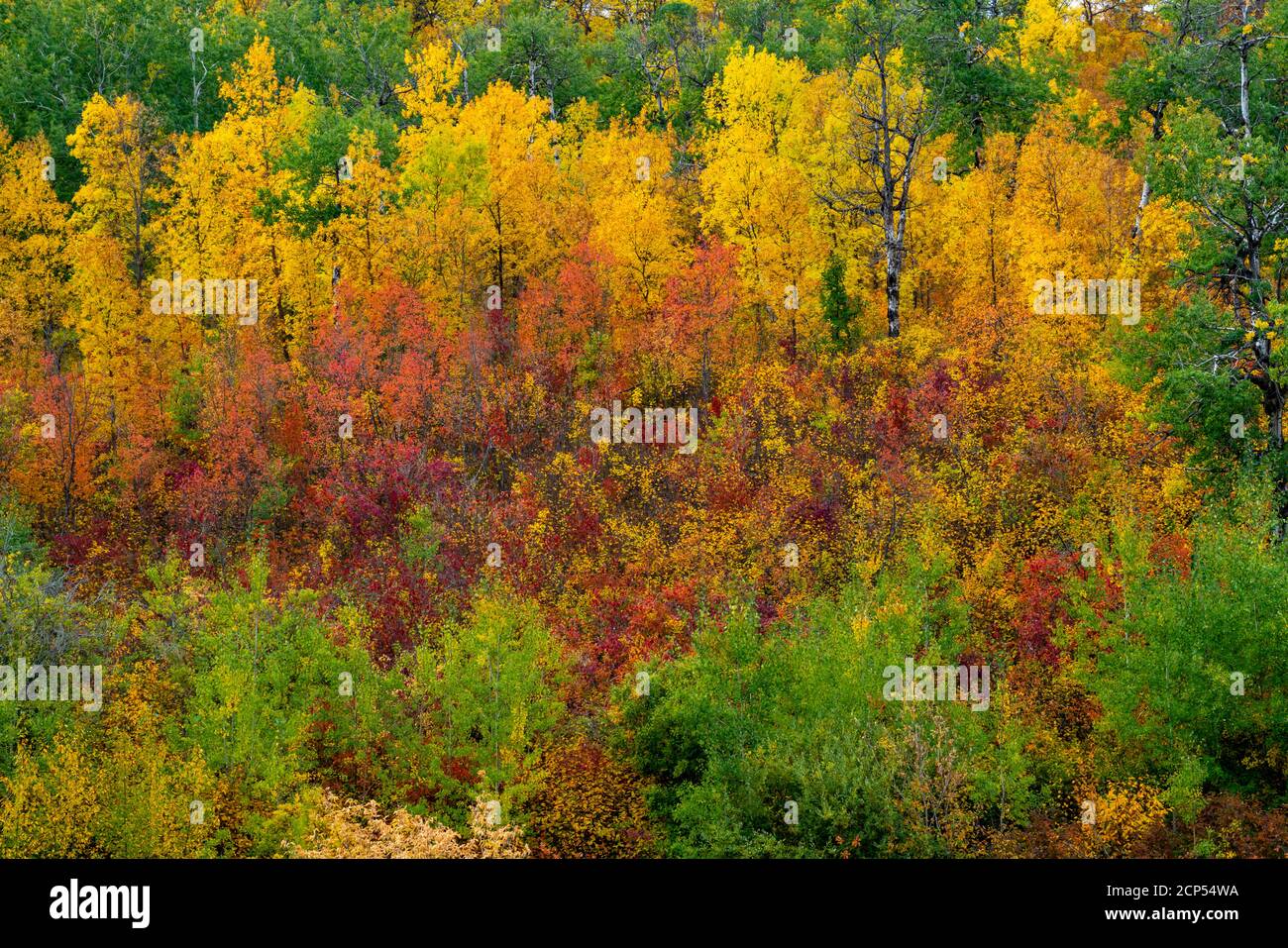 Fall foliage color in the La Riviere Valley, Manitoba, Canada Stock ...