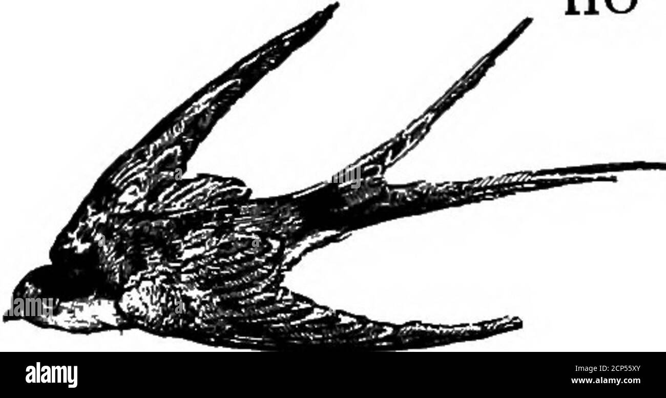 . The swallow book; the story of the swallow told in legends, fables ...