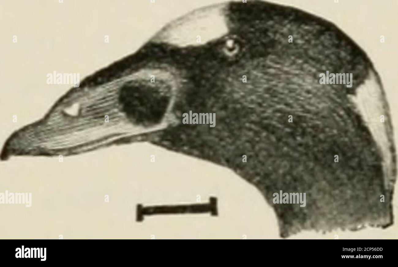 Black labrador in the surf hi-res stock photography and images - Alamy