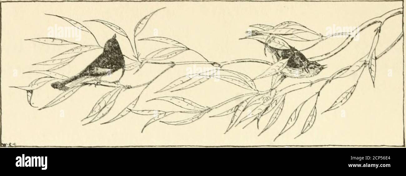 Disappointed sparrows hi-res stock photography and images - Alamy