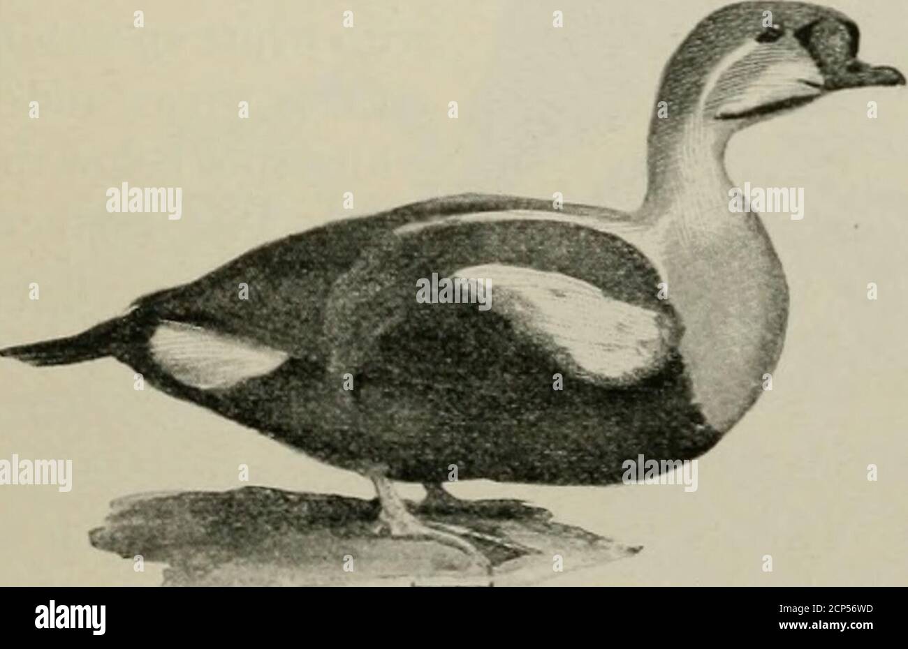American eiders hi-res stock photography and images - Alamy