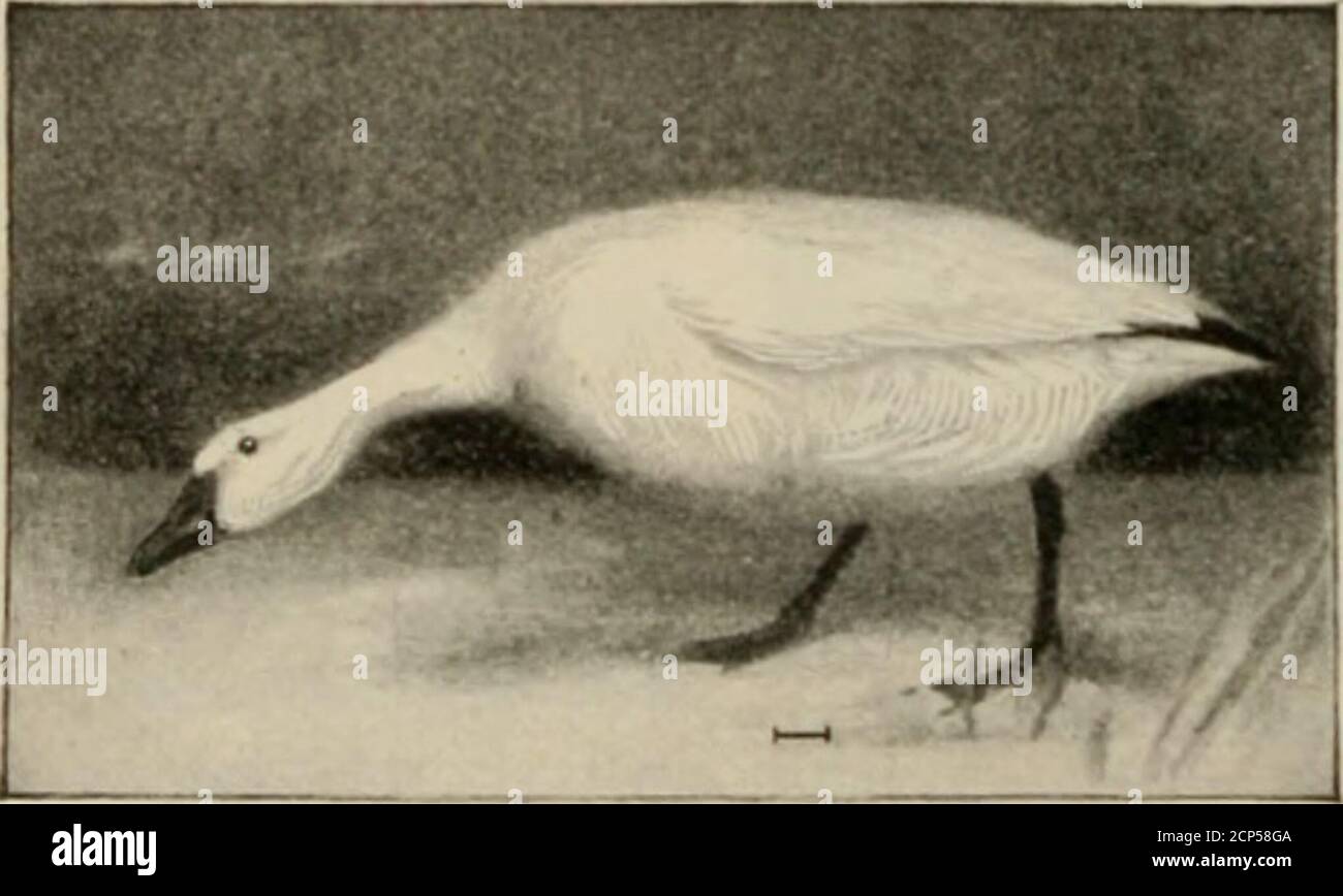 Black streaks front of neck hi-res stock photography and images - Alamy