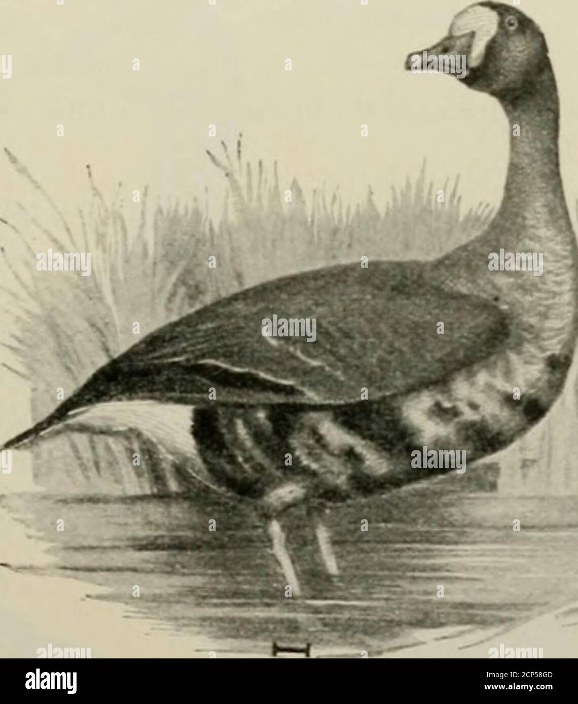 5 goose bay hi-res stock photography and images - Alamy