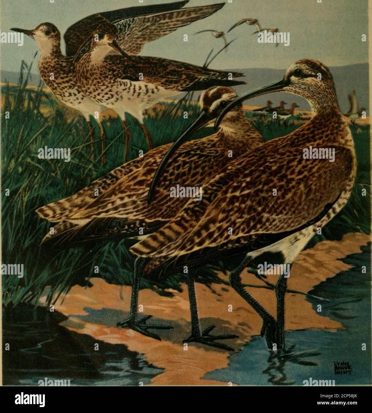 Two sora birds hi-res stock photography and images - Alamy