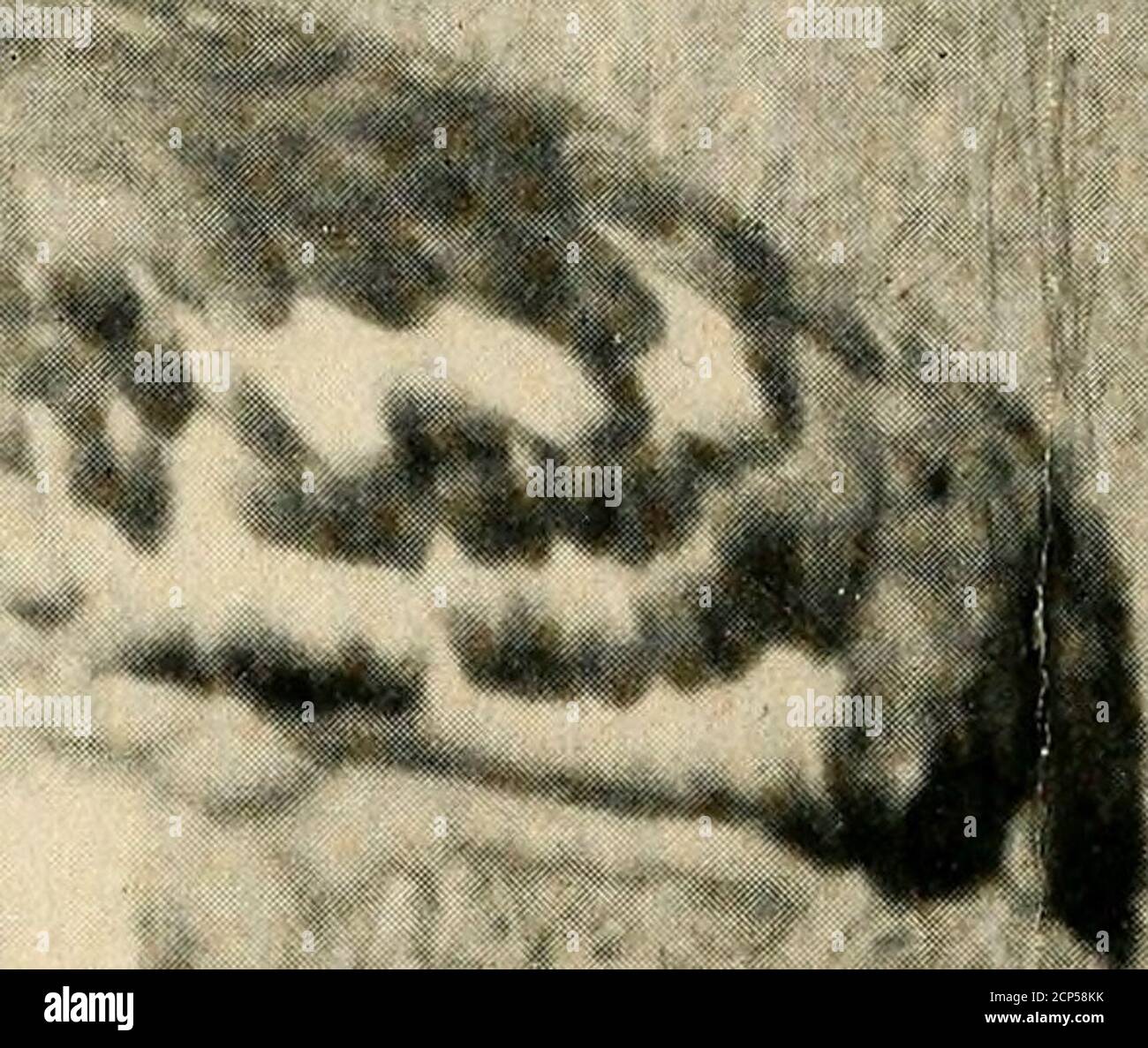 . Bird lore Stock Photo - Alamy