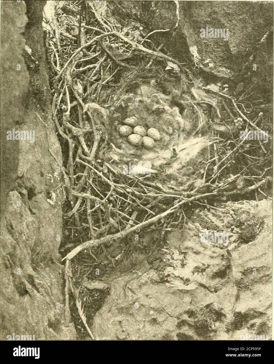 Raven nest cliff hi-res stock photography and images - Alamy