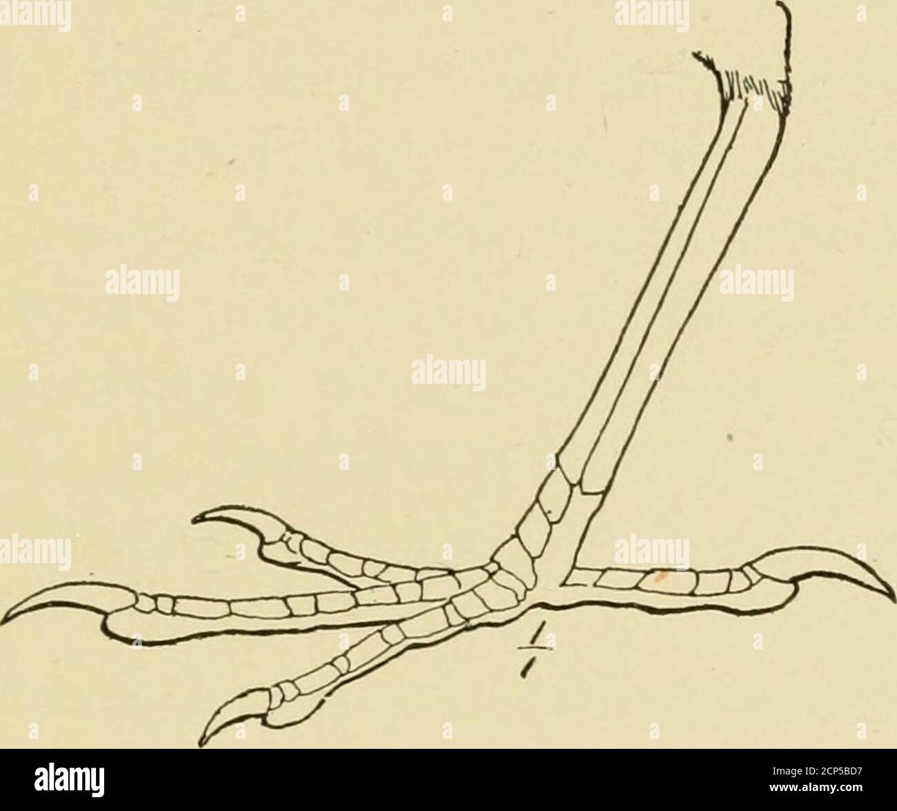 . The story of the birds; . AN INTRODUCTION TO THE BIRD. 229 rear toe ...