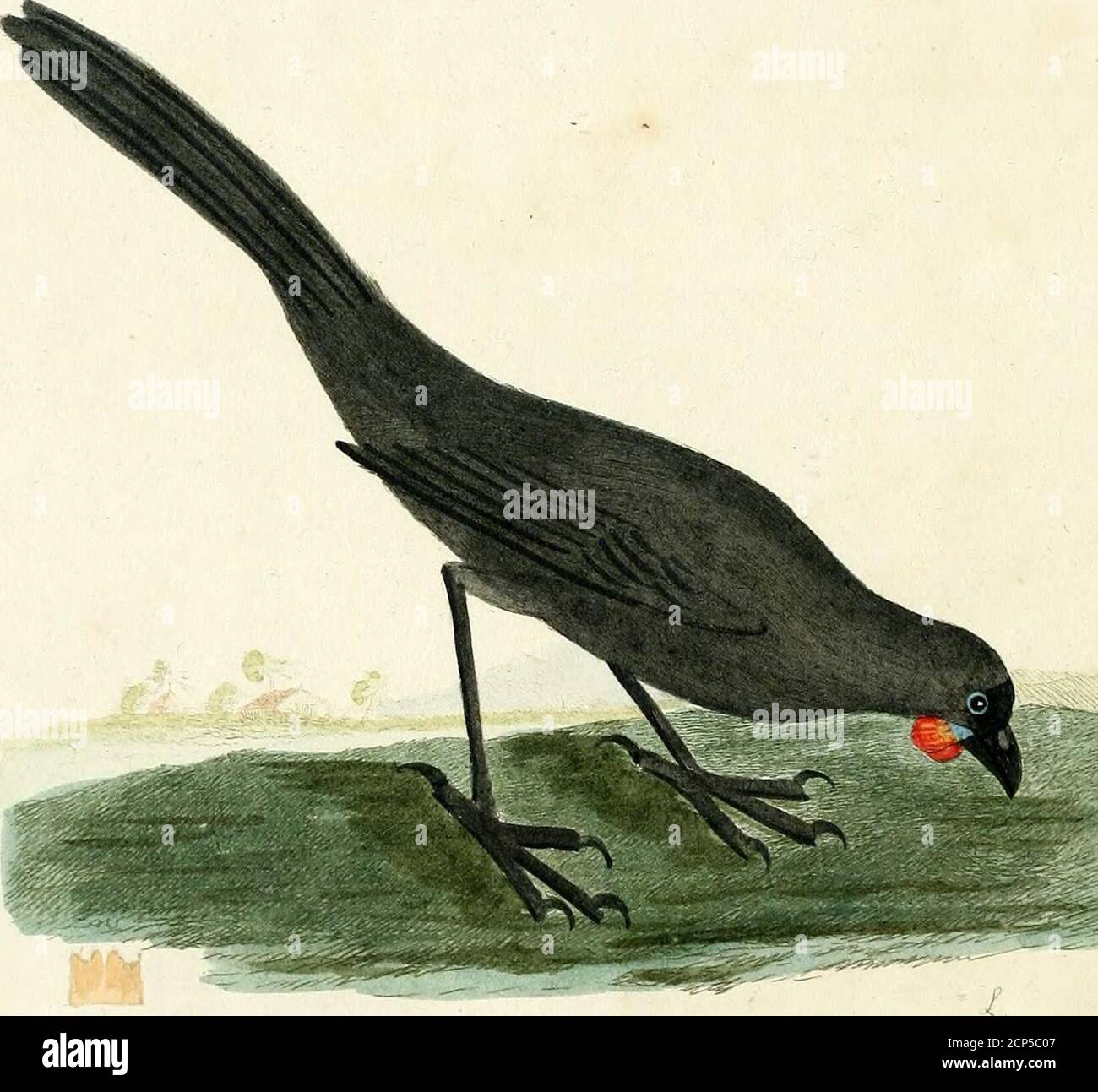 Blue wattle crow hi-res stock photography and images - Alamy