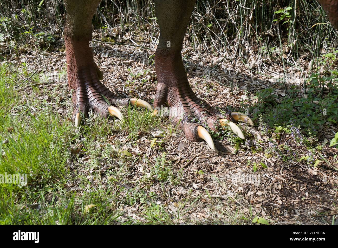 T rex dinosaur feet hi-res stock photography and images - Alamy