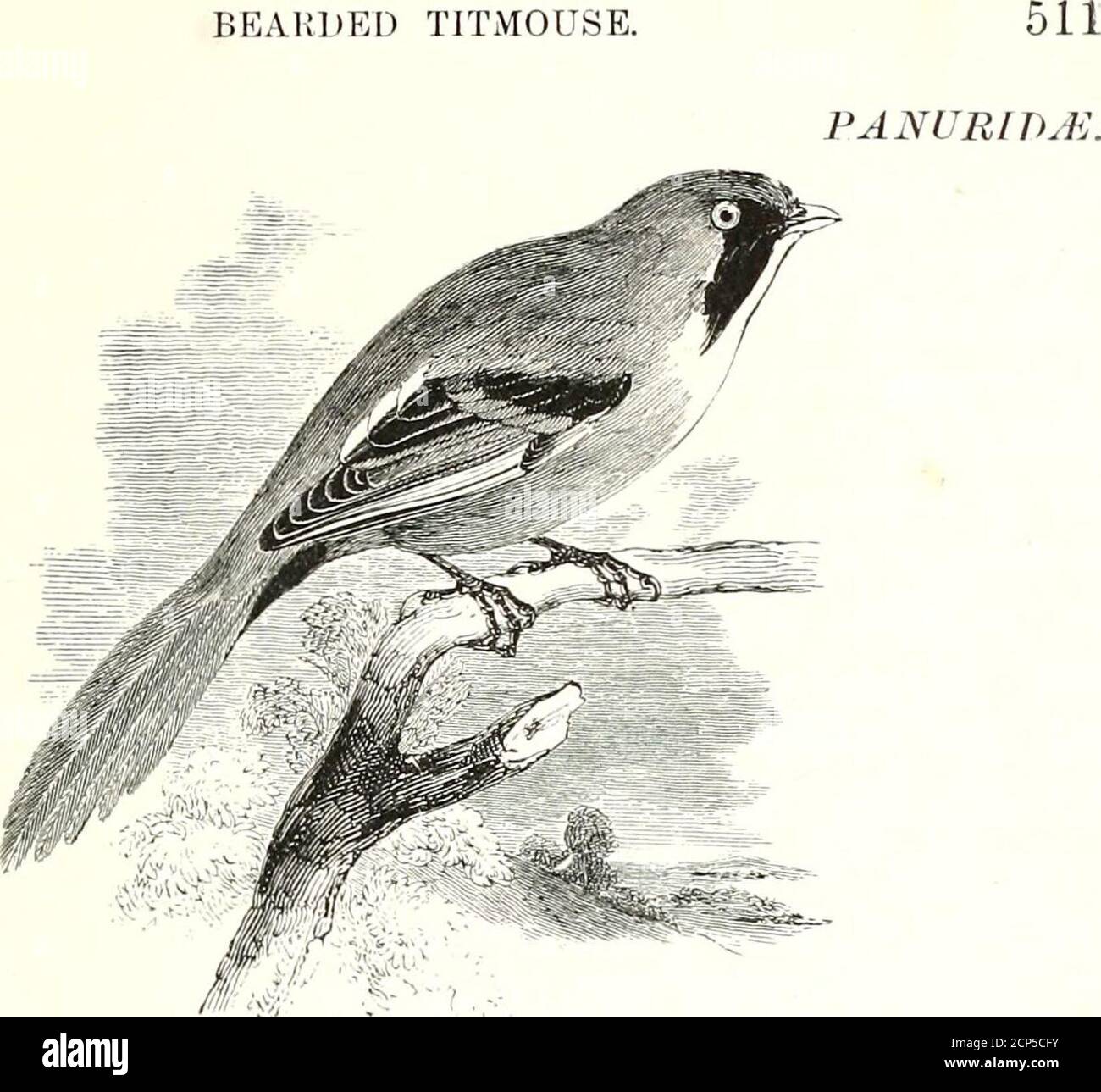 . A history of British birds . BEARDED TITMOUSE PASSU RES,. Panukus ...