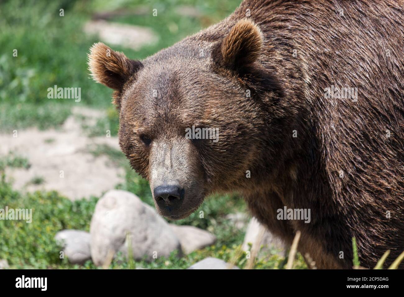 Grizzly bear face hi-res stock photography and images - Alamy