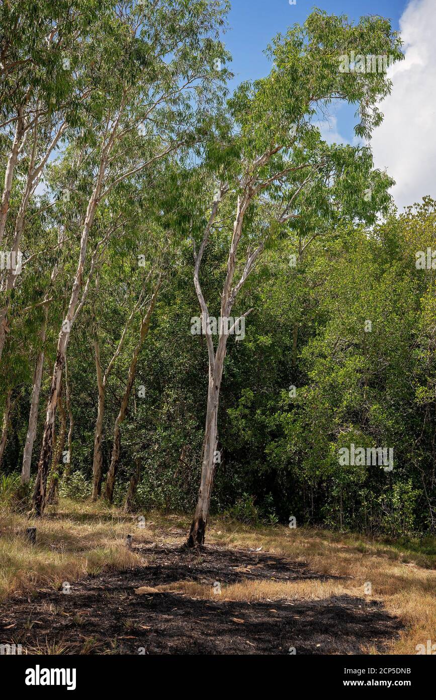 Controlled burning of bushland to reduce the hazard of a bush fire ...