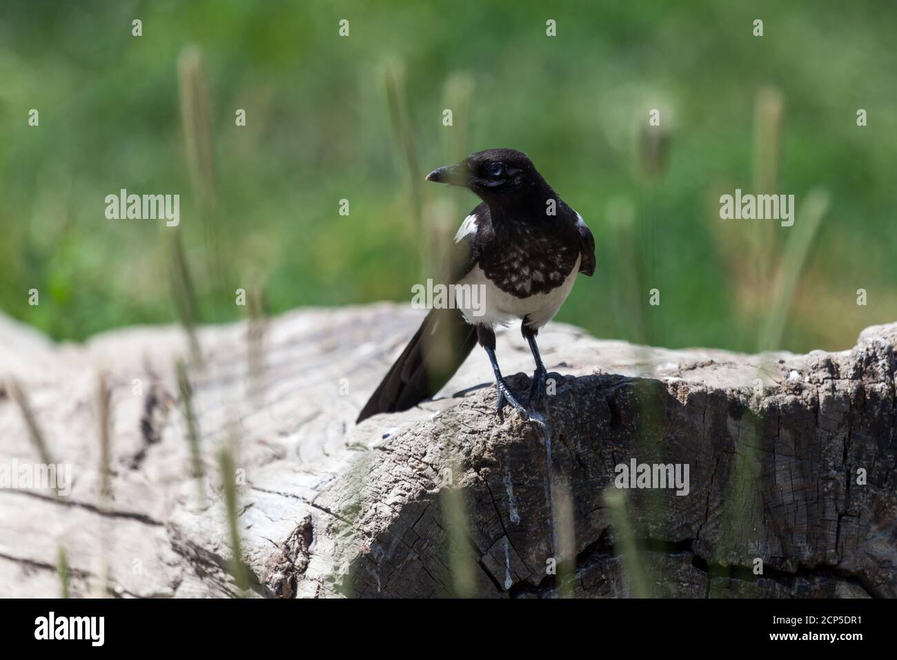 Discover blue magpie hi-res stock photography and images - Alamy