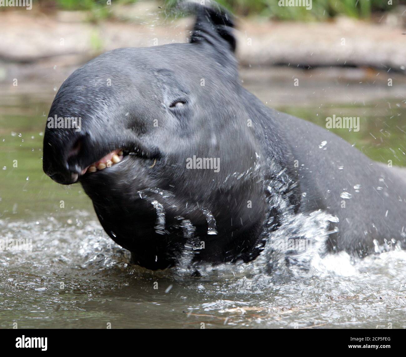 A female malayan tapir hi-res stock photography and images - Alamy
