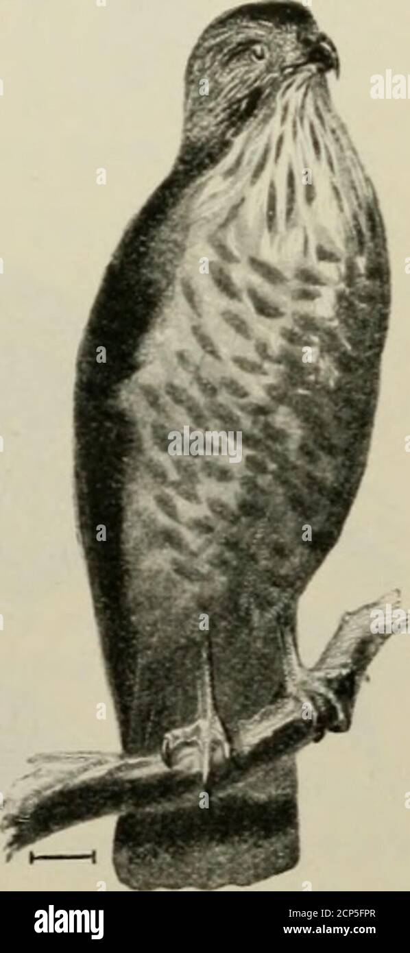 Wing identification markings hi-res stock photography and images - Alamy
