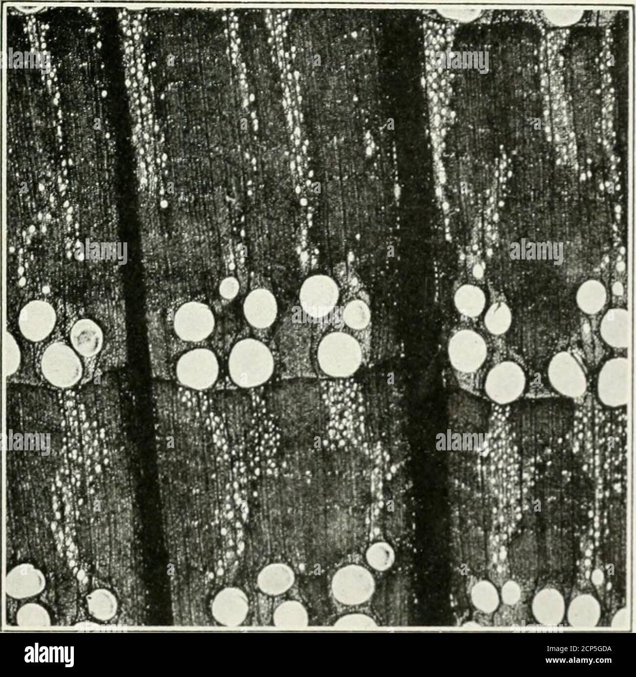 . Guidebook for the identification of woods used for ties and timbers ...