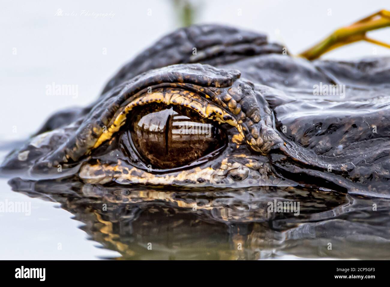 Floridanature hi-res stock photography and images - Alamy