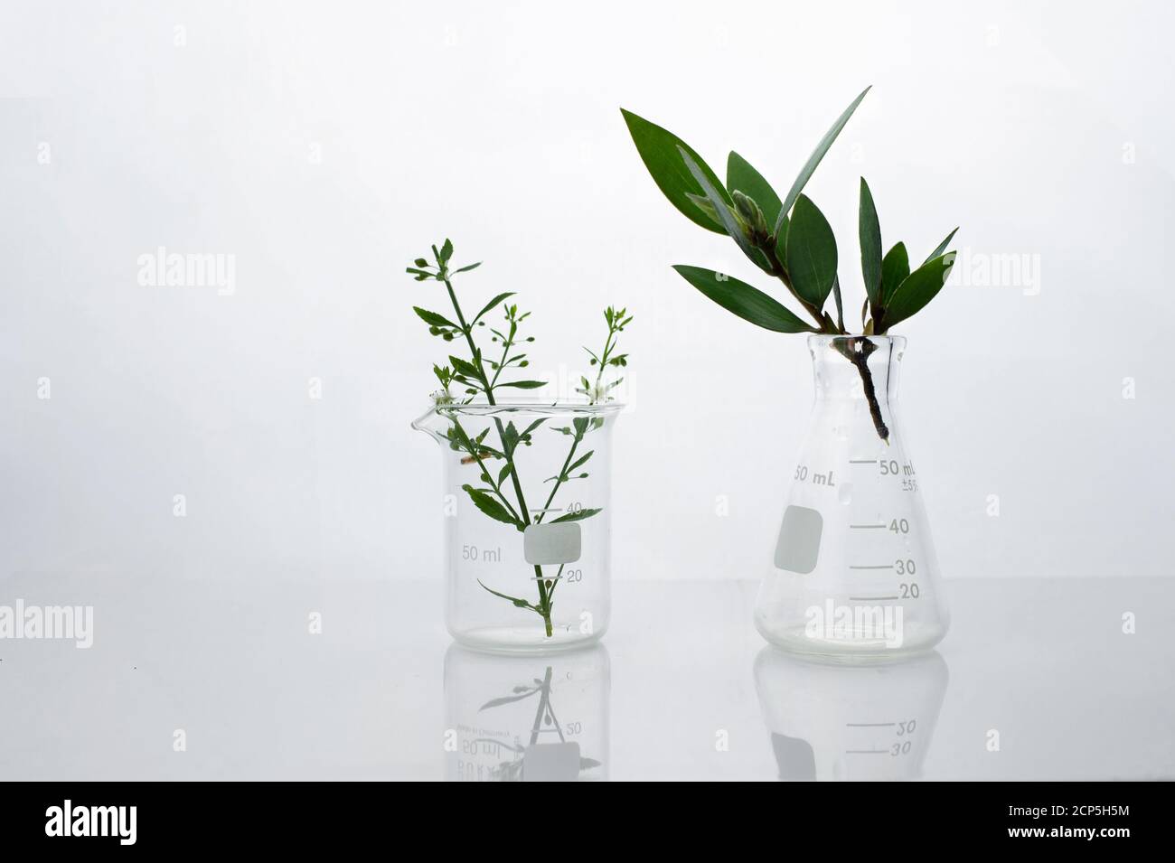 dark green leave in biotechnology science research laboratory with ...