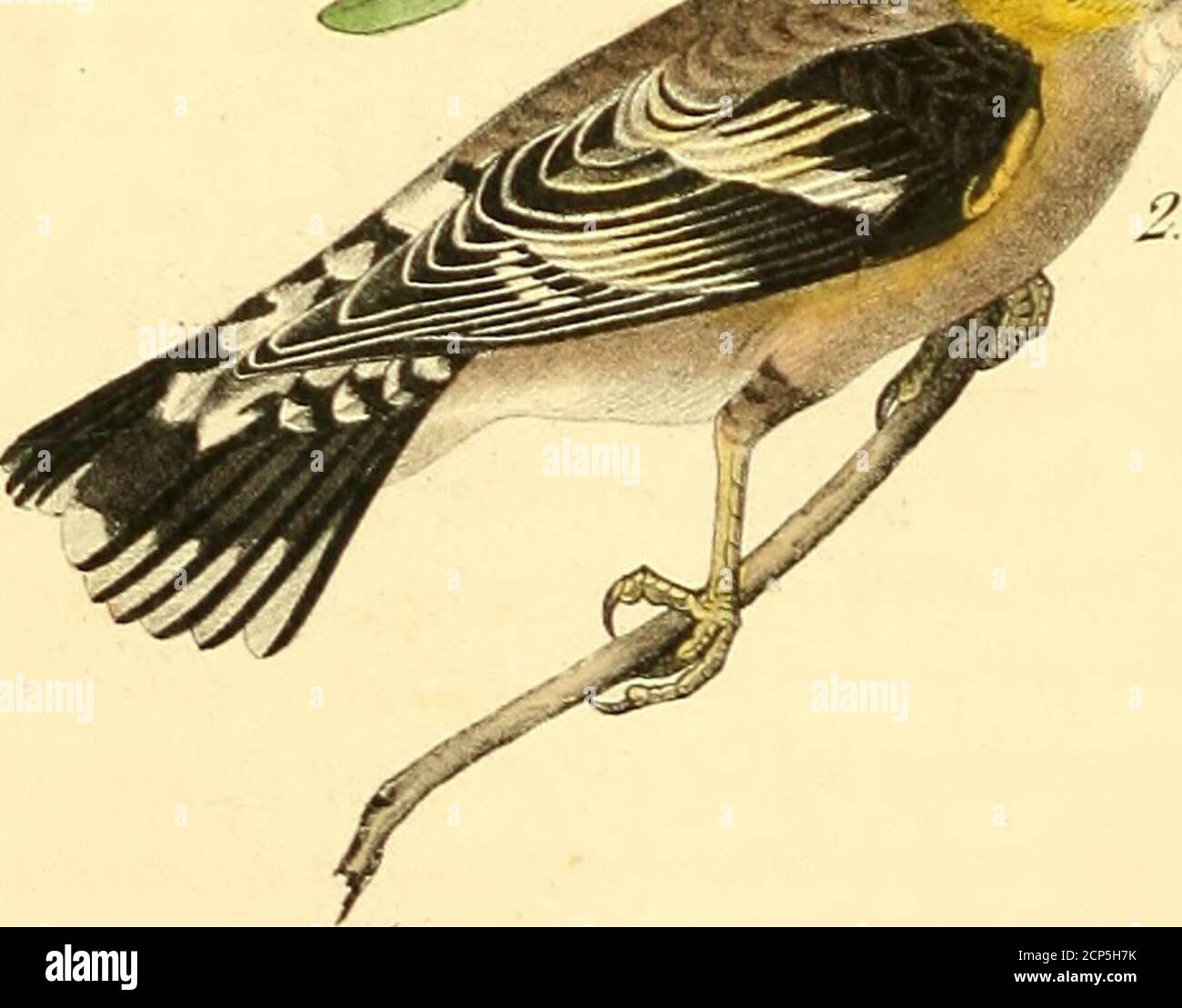 . The birds of America : from drawings made in the United States and ...