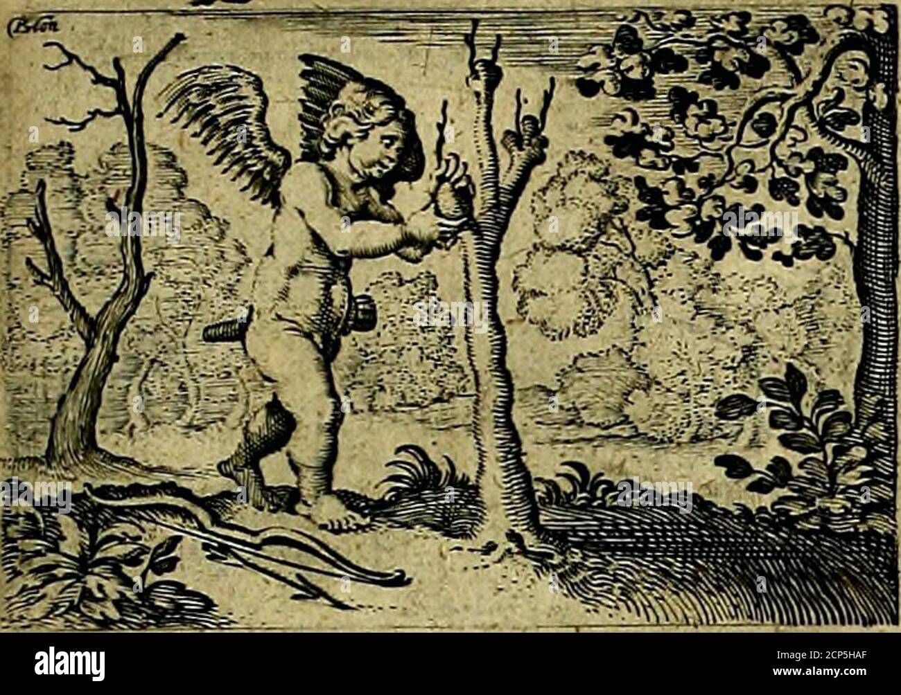 Solatium hi-res stock photography and images - Alamy