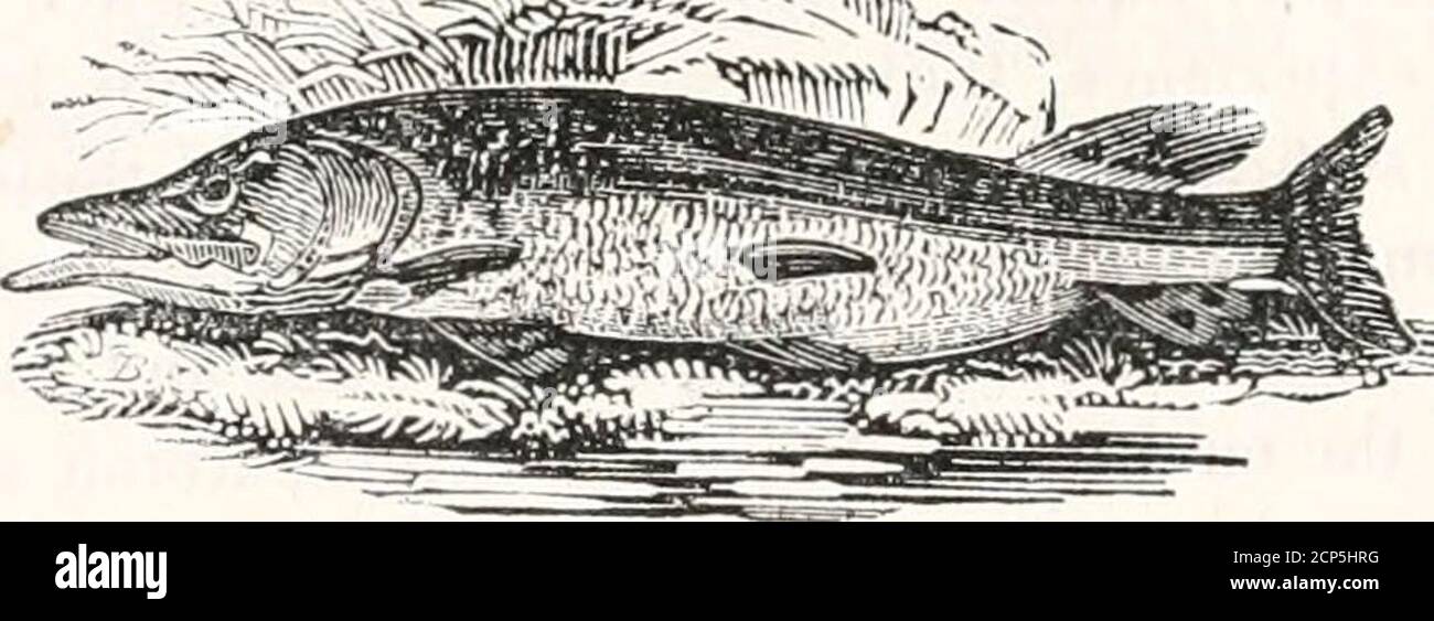 Capon Fish High Resolution Stock Photography and Images - Alamy