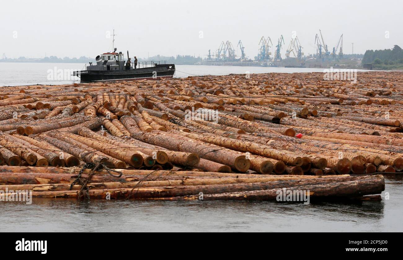 Siberian Larch Timber High Resolution Stock Photography and Images - Alamy