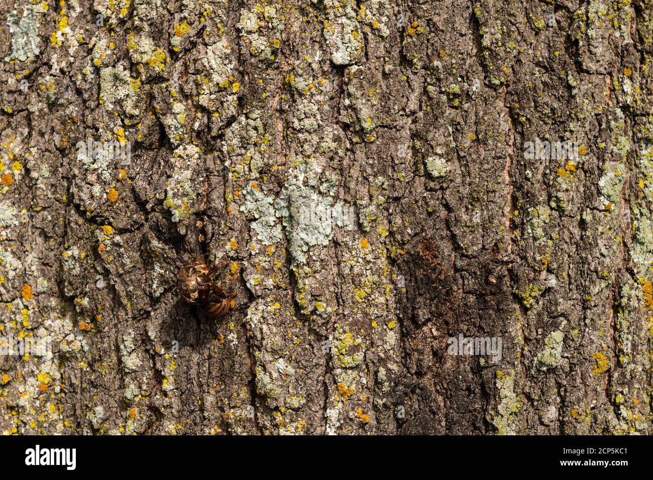 Detail of large tree bark with a dead cicada insect texture background ...