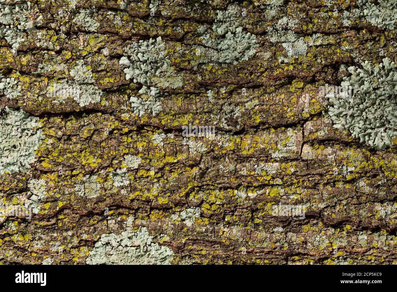 Detail of large tree bark texture background Stock Photo - Alamy