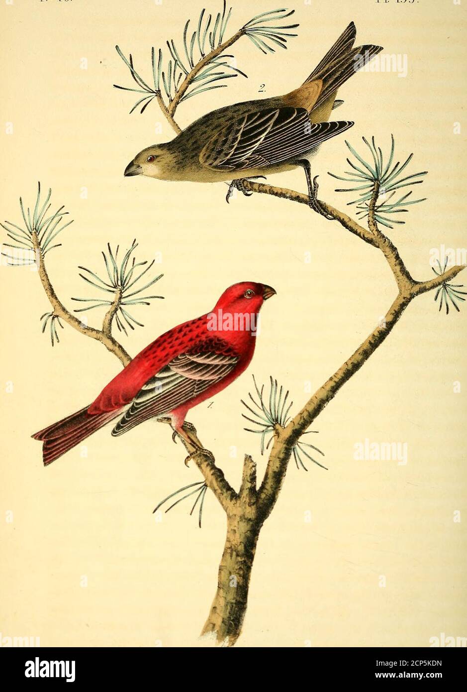. The birds of America : from drawings made in the United States and ...