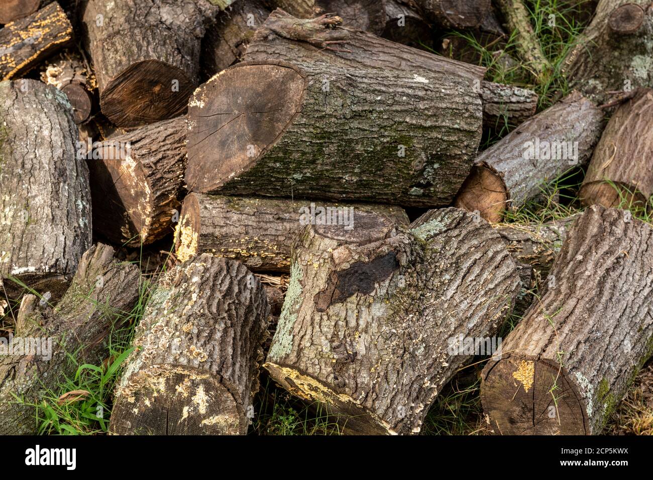 Background of stacked, dry chopped logs used for firewood Stock Photo ...