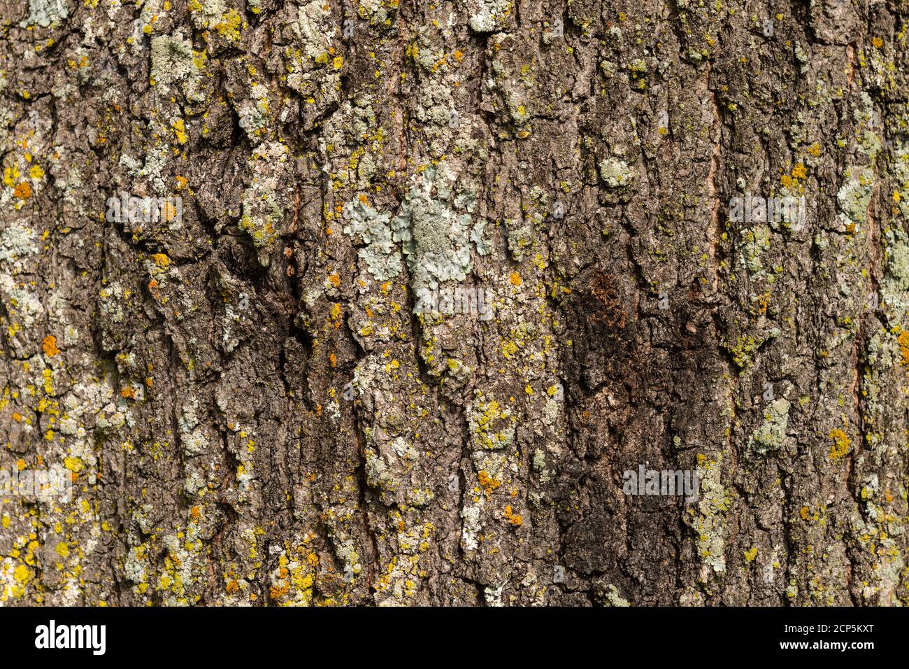 Detail of large tree bark texture background Stock Photo - Alamy