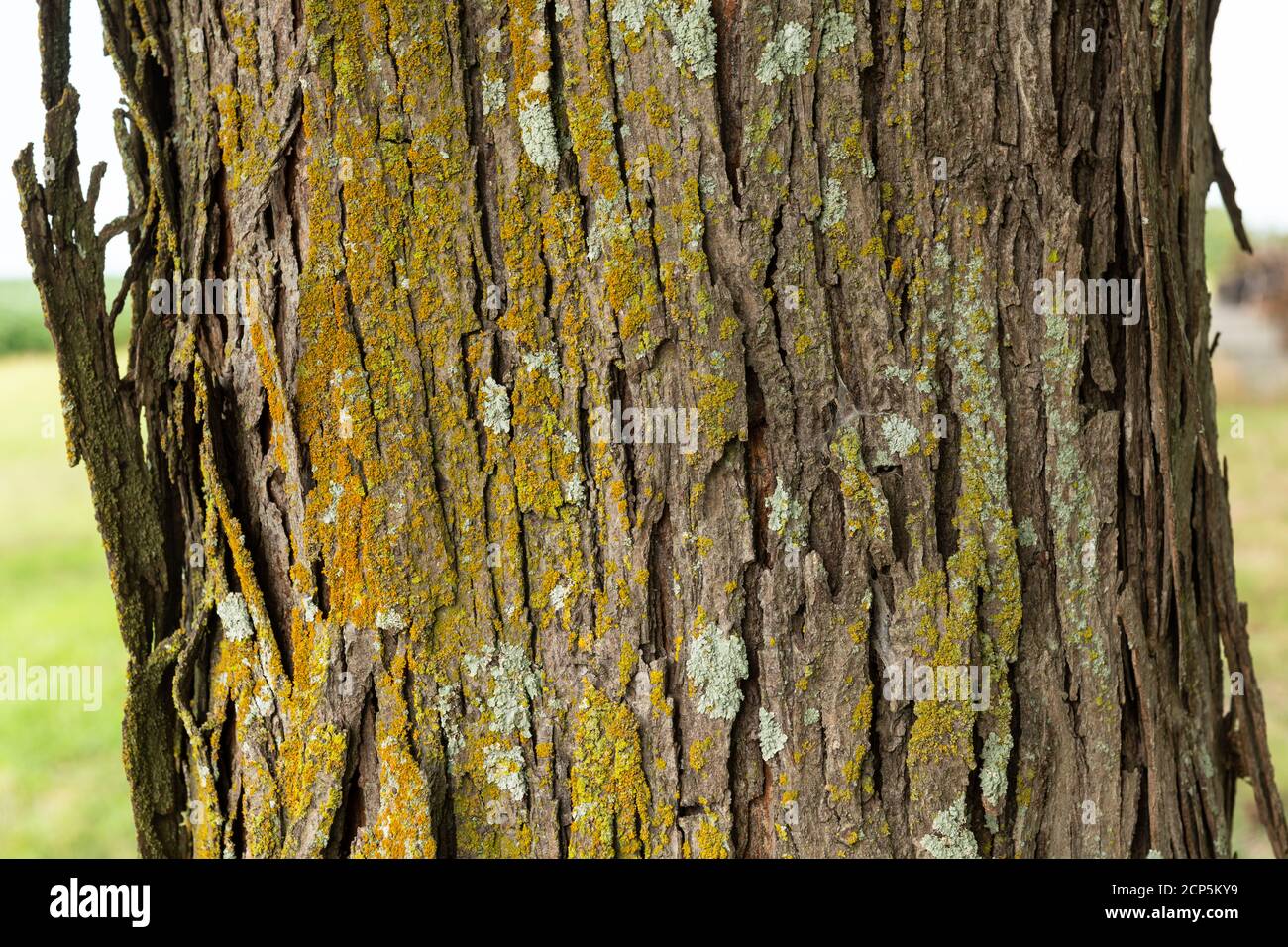 Detail of large tree bark texture background Stock Photo - Alamy