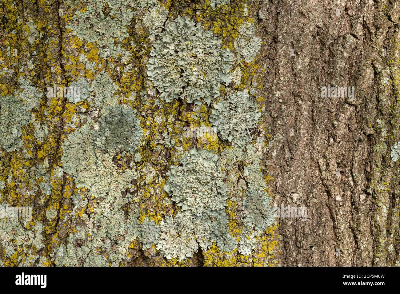 Detail of large tree bark texture background Stock Photo - Alamy