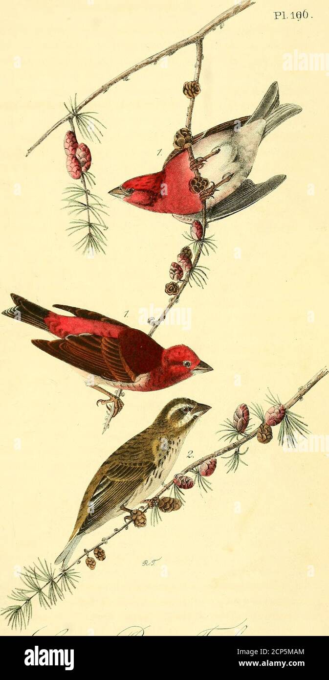 . The birds of America : from drawings made in the United States and ...