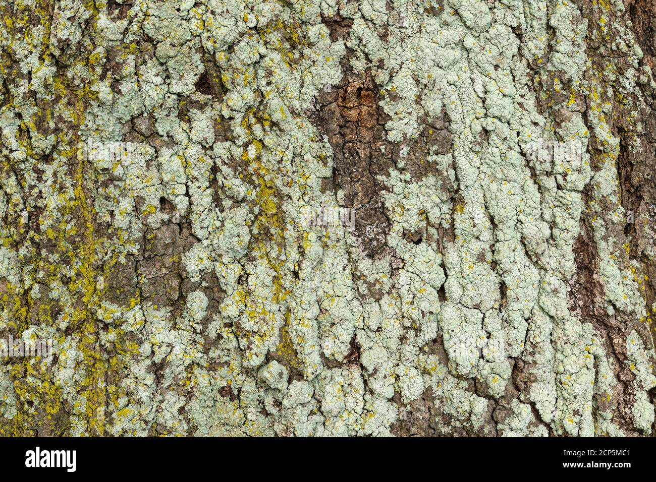 Detail of large tree bark texture background Stock Photo - Alamy