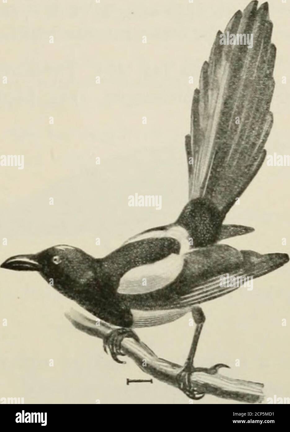 Squeaky birds hi-res stock photography and images - Alamy