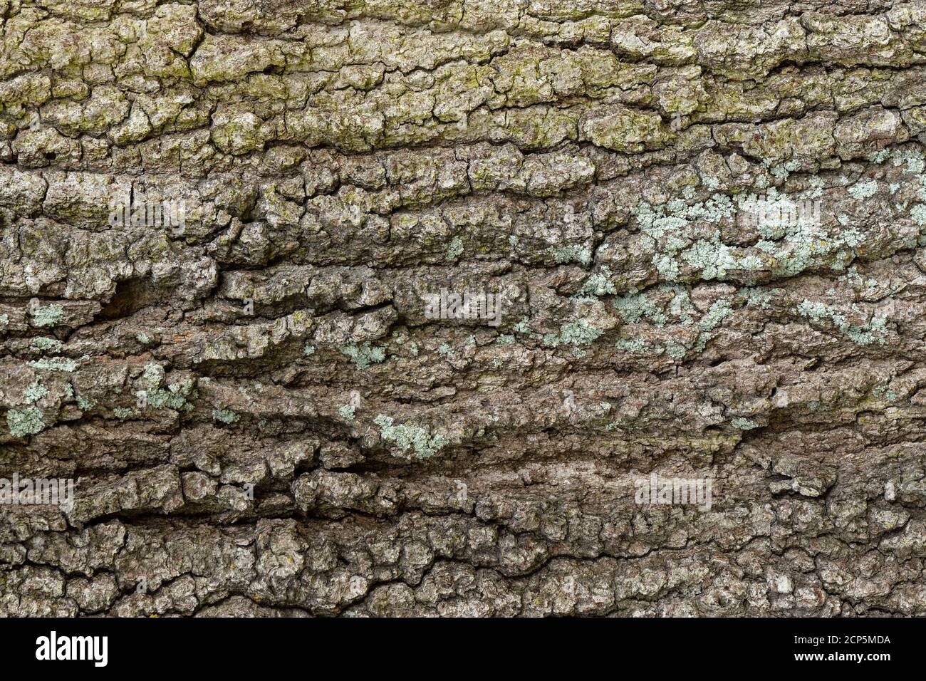 Detail of large tree bark texture background Stock Photo - Alamy