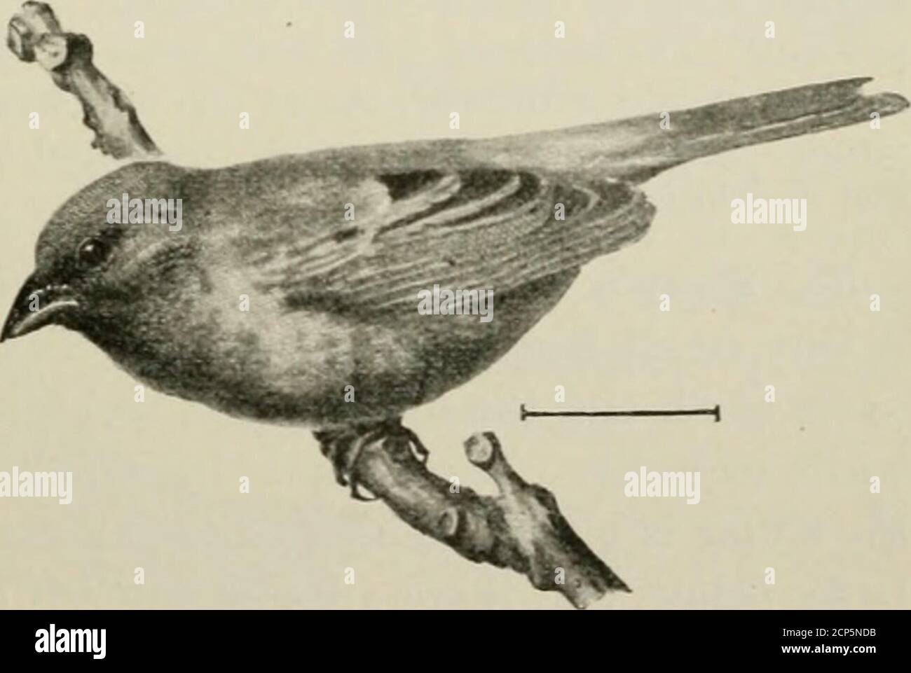 Tui bird identification hi-res stock photography and images - Alamy
